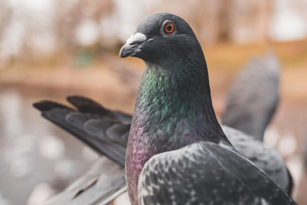 27 Wissenswertes Und Bizarre Fakten Über Tauben / Tiere – FMHF