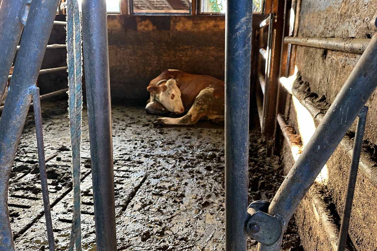 Anbindehaltung in Sigmaringen: Rinder im Dreck festgekettet | St. Anne ...