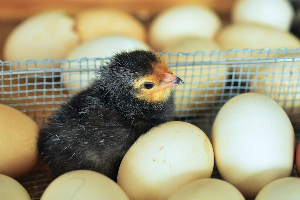 Enteneier: Warum niemand die Eier von Enten essen sollte