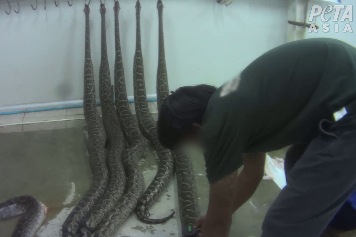 Video: So leiden Schlangen & Krokodile für Guccis „Exotenleder"