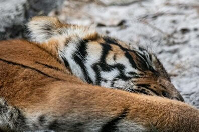 Nach unerwarteter Geburt: Tigerbabys im Zoo Münster tot