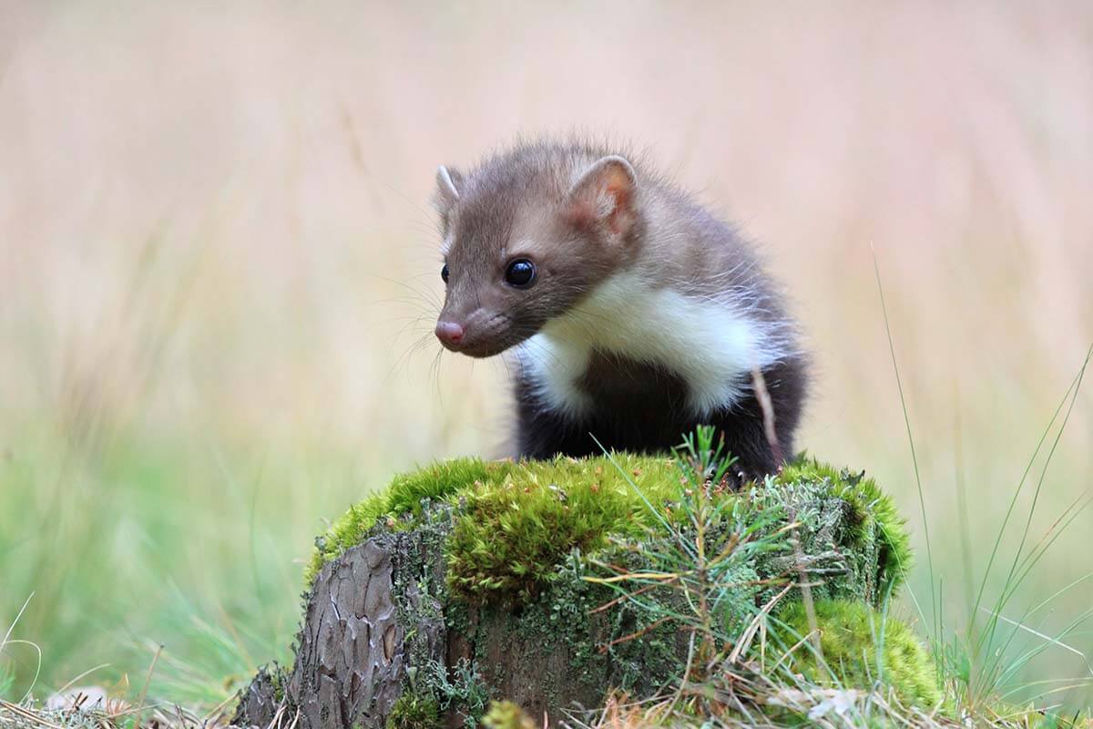 Der Marder: 8 faszinierende Fakten über Marder | PETA