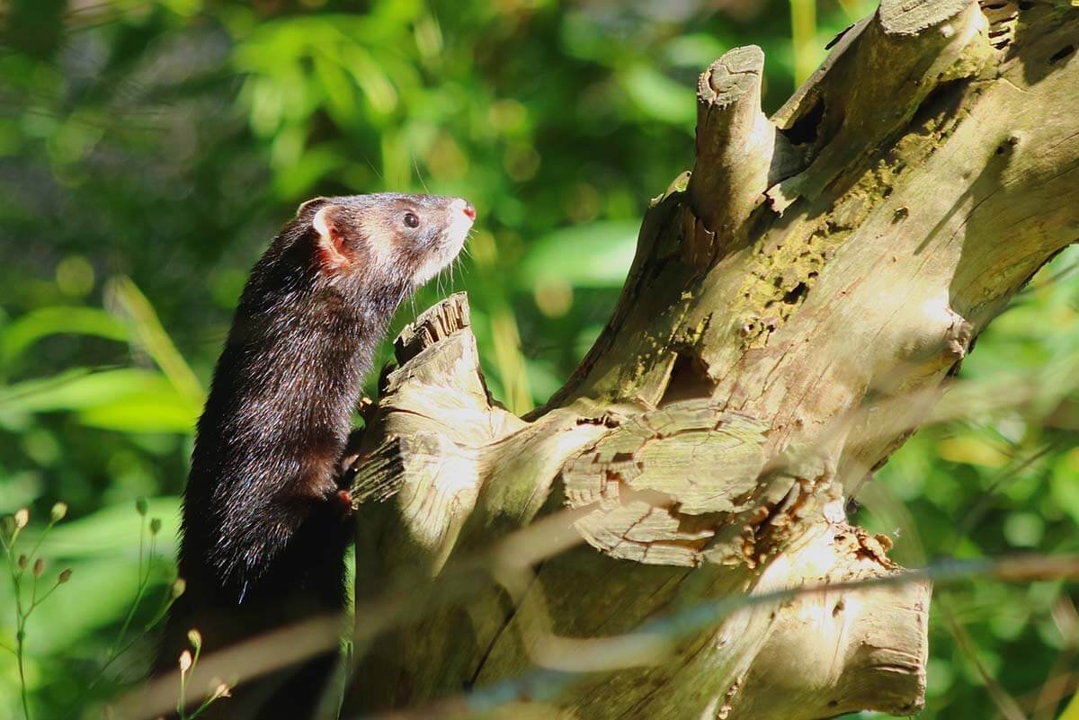 Der Marder: 8 faszinierende Fakten über Marder | PETA