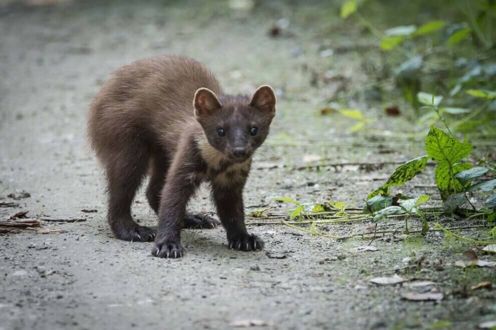 Der Marder: 8 faszinierende Fakten über Marder | PETA