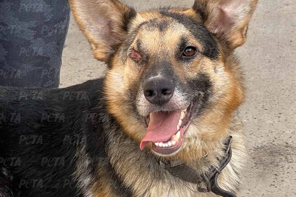 Ukraine: So retten Animal Rescue Kharkiv & PETA Tiere