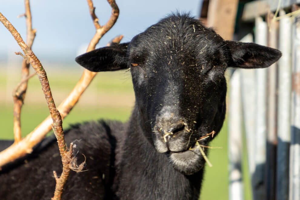 Behinderte Tiere: Wie Frida & Co. ein neues Zuhause fanden