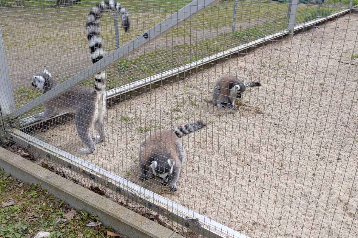 Willes Welt: Ausbeuterische Zirkus-Shows statt Ruheabend