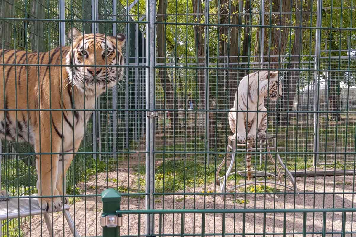 Willes Welt: Ausbeuterische Zirkus-Shows statt Ruheabend