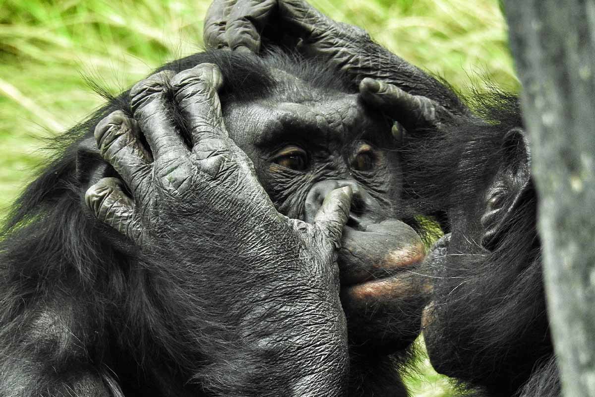 Menschenaffen: So leiden unsere nächsten Verwandten in Zoos