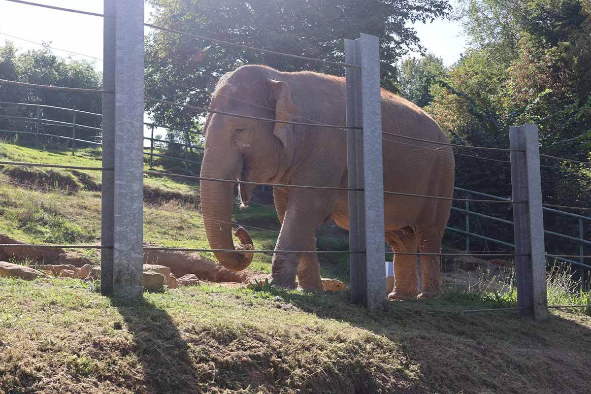 Video: Tierleid im Zoo Neunkirchen aufgedeckt