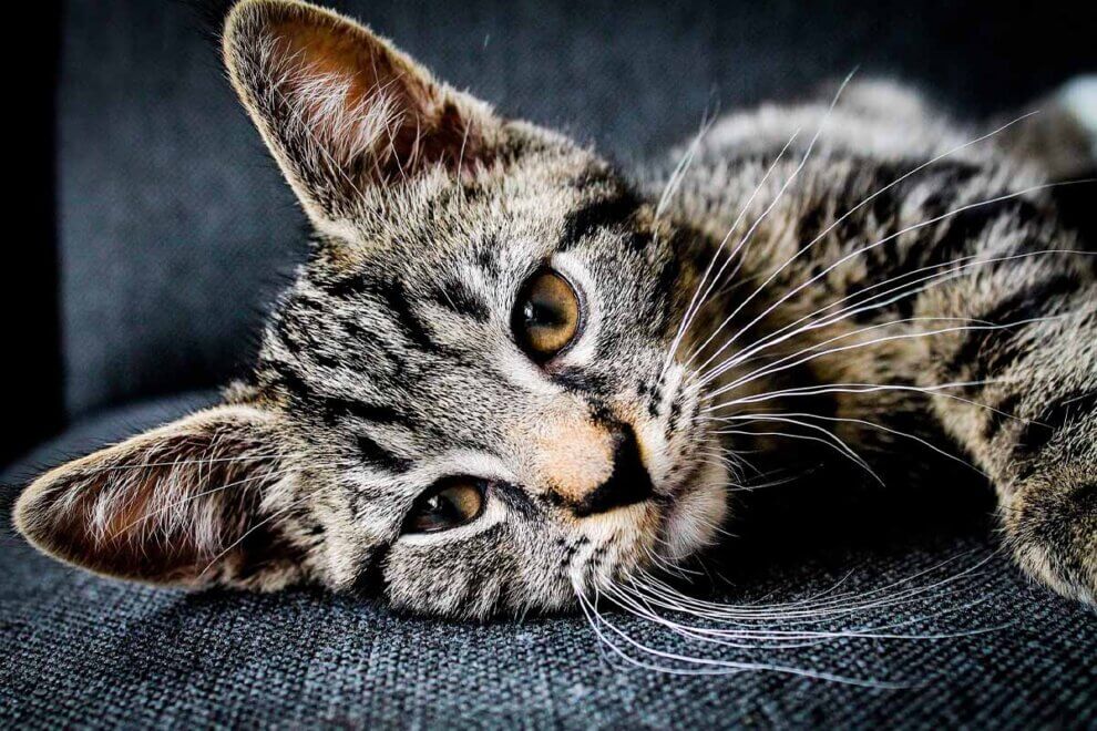 Taubennest auf dem Balkon: Was tun? | PETA