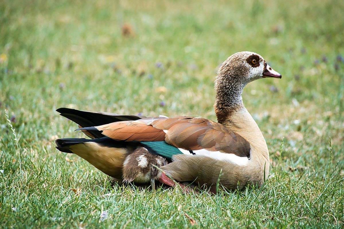 Nilgans: 6 interessante Fakten über Nilgänse