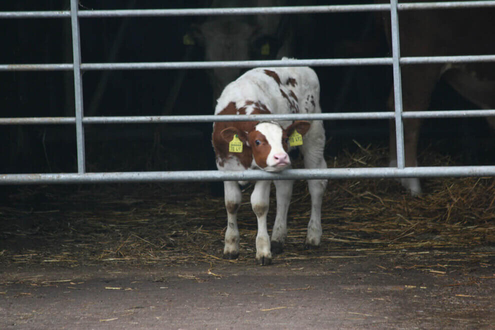 Kuh mit Loch im Bauch: Darum leiden Kühe unter der Fistel