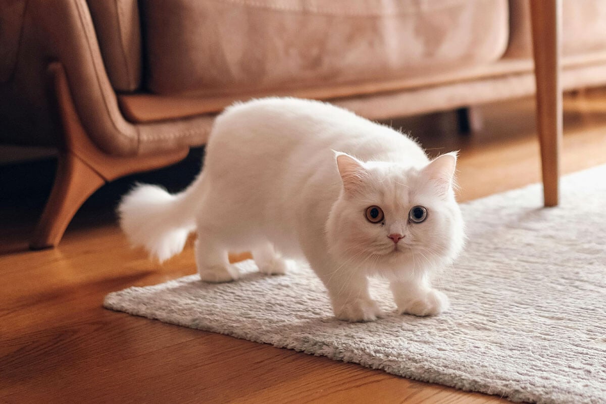 Qualzucht bei Katzen: Welche „Rassen“ sind Qualzuchten?