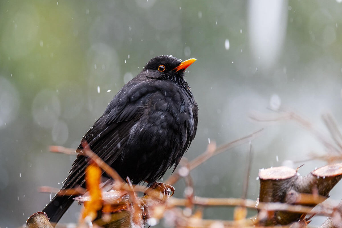 Vögel im Garten: Was sind die häufigsten „Gartenvögel“? - PETA ...