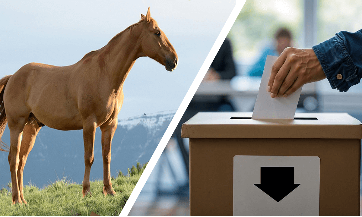 Tierschutz-Wahlprüfsteine für die Kommunalwahlen in Köln 2025 - PETA Deutschland e.V.