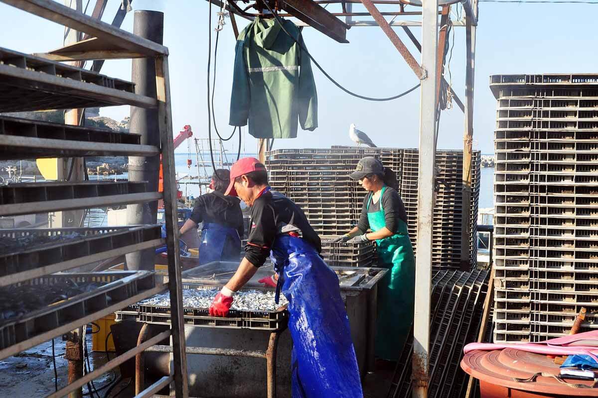 Kuh mit Loch im Bauch: Darum leiden Kühe unter der Fistel
